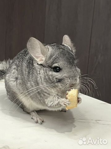 Шиншилла