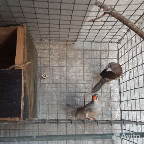 Зебровые амадины