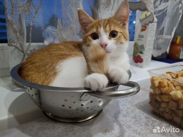 Кошки бесплатно