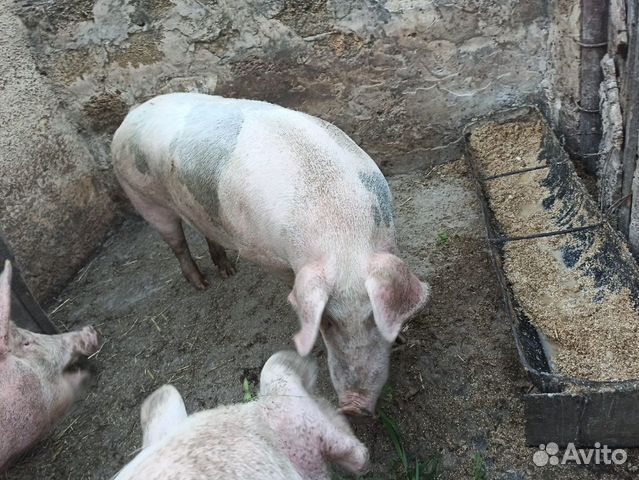 Продам свиней живым весом