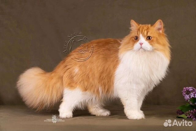 Британская длинношерстная кошка