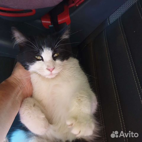 Кошка Муся