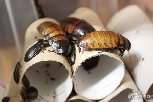 Мадагаскарские шипящие тараканы