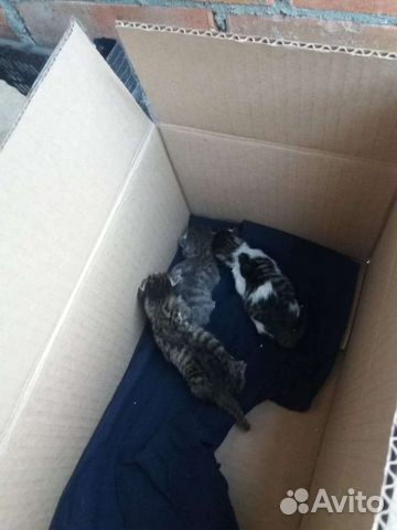 Ищем кормящую кошку