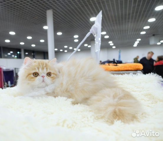 Персидская девочка 4 мес