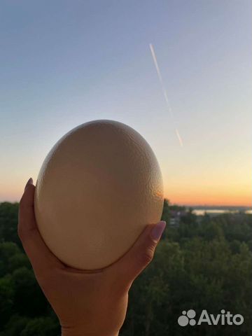 Продам страусинные яйца