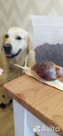 Улитки ахатины