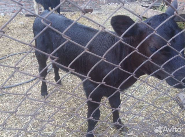 Тёлочка 1 месяц