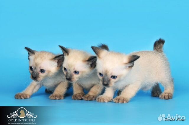 Котята меконгского бобтейла