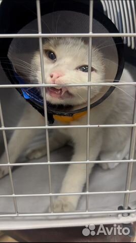 Малышка Шкета-Рваное ухо ищет дом