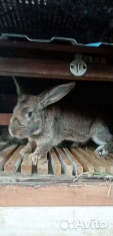 Крол на племя