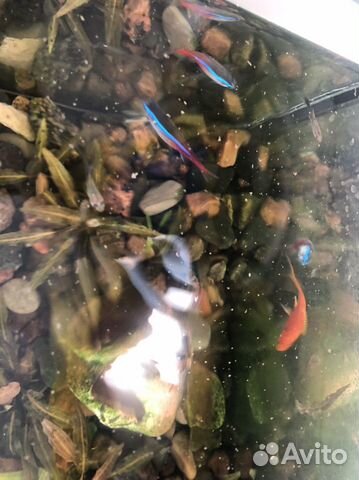 Аквариумные рыбки 6 штук