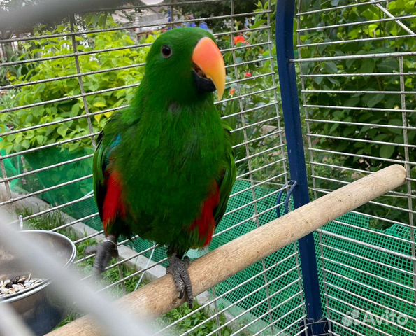 Попугай Эклектус