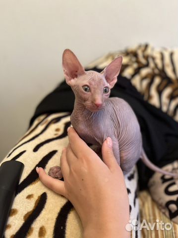 Канадский сфинкс