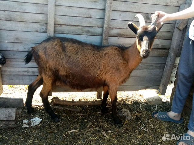Коза дойная