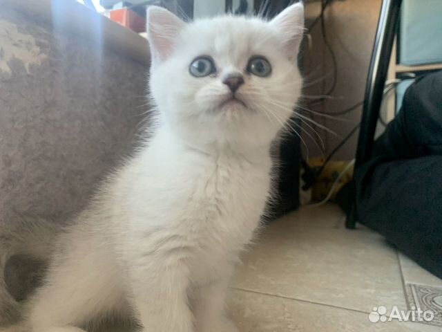 Британская