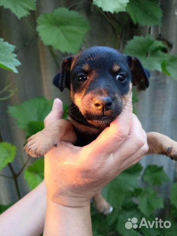 Щенки ягдтерьера