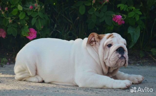 Могучий TomFord TOP quality