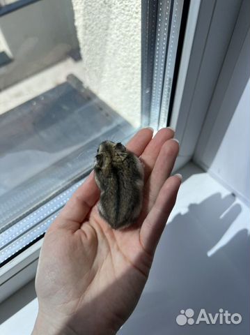 Джунгарский хомяк