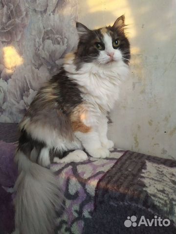 Роскошная кошка