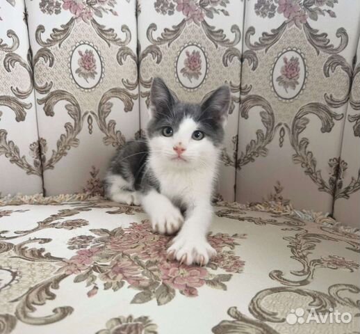 Шикарный малыш в добрые руки