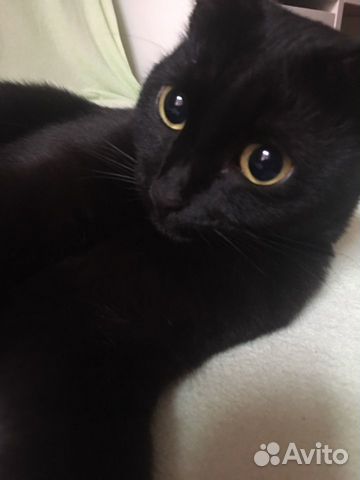 Черная кошечка
