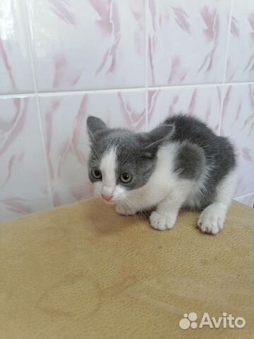 Кошка в добрые руки. Очень нужен дом