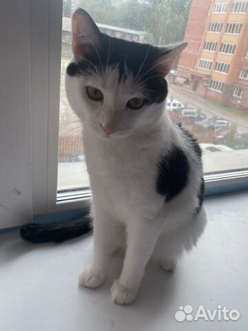 Кот