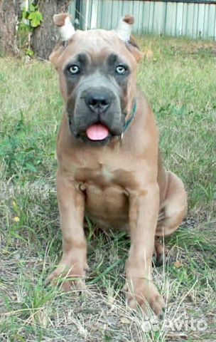 Щеночки Кане Корсо