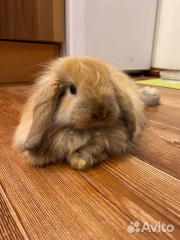 Декоративные карликовые кролики