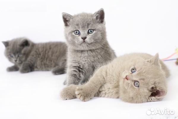 Самые ласковые британские котята