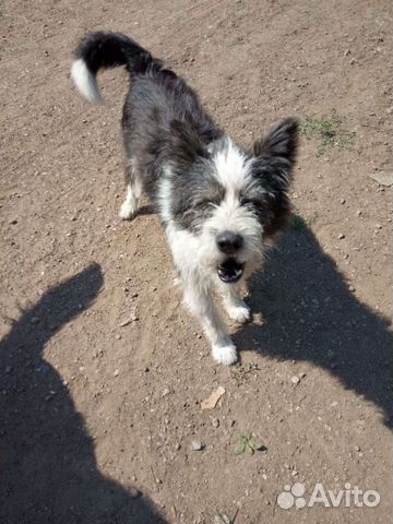 Собачка домашняя небольшая