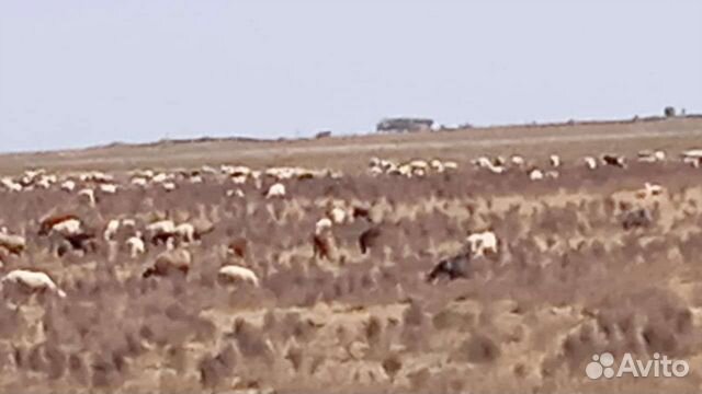 Продам ягнят