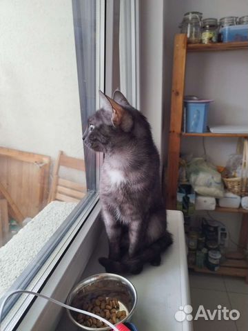 Кошечка в добрые руки