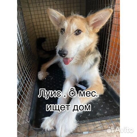 Луис ищет дом