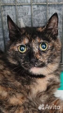 Кошка-куколка