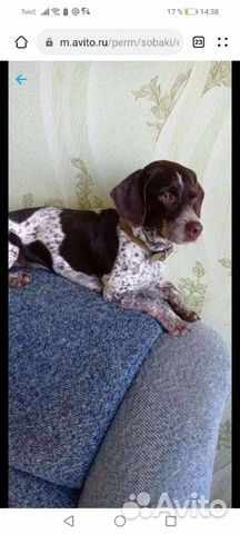 Дратхар курцхаар