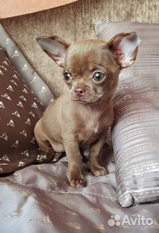 Девочка молочный шоколад