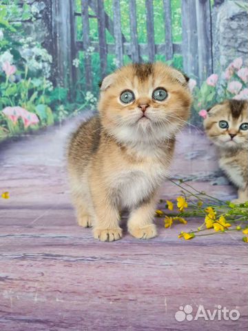 Шотландский манчкин