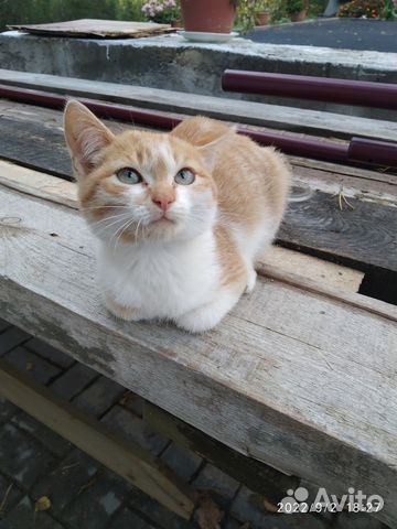 Рыжий котенок в добрые руки