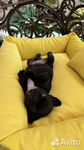 Супер девочка чисто чёрного окраса (без тигрин)