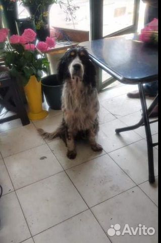 Чарли ищет дом и доброе, любящее сердце