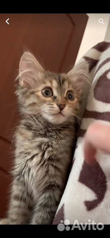 Кошка