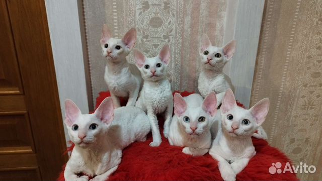 5 белых (один разноглазый) и косоглазый ред-пойнт
