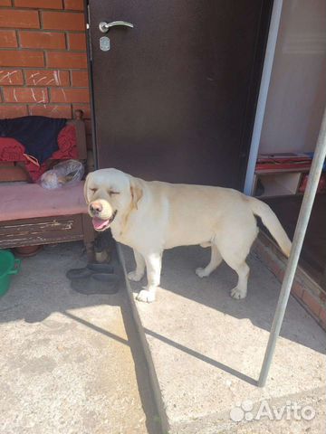 Собаки бесплатно в добрые руки