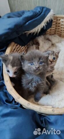 Котяточки в добрые руки бесплатно