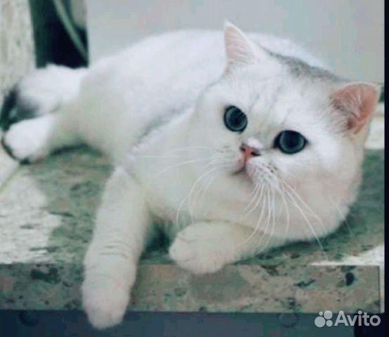 Котик Лукас серебристая шиншилла