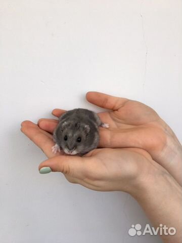 Джунгарский хомяк с принадлежностями