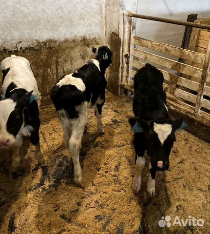 Бычки телята