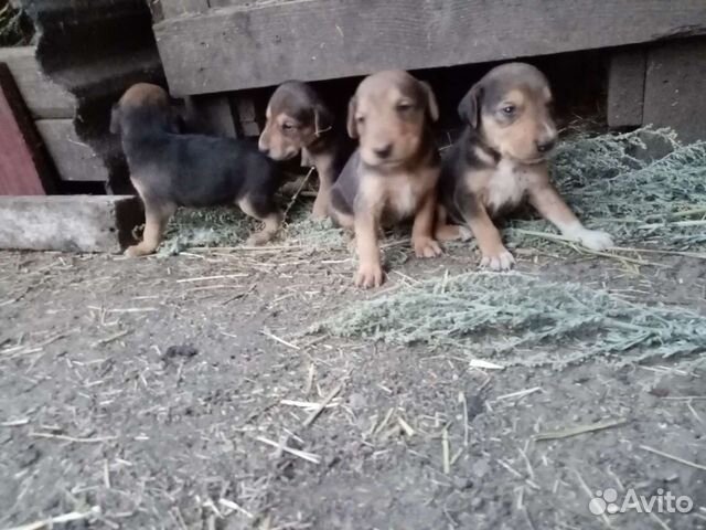 Русская чепрачная гончая